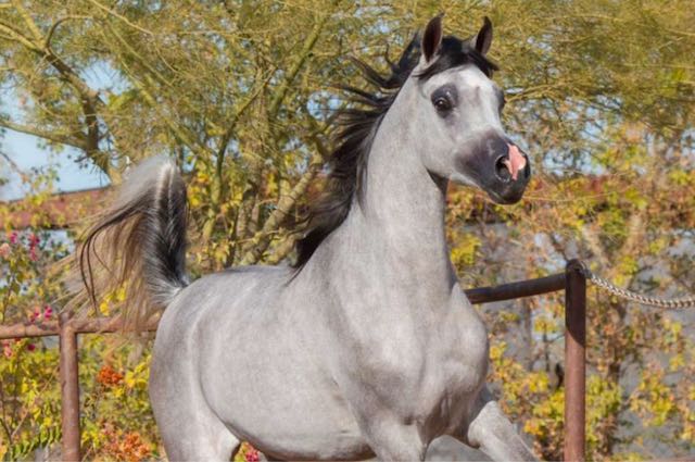 Felix Arabia - Felix Arabia